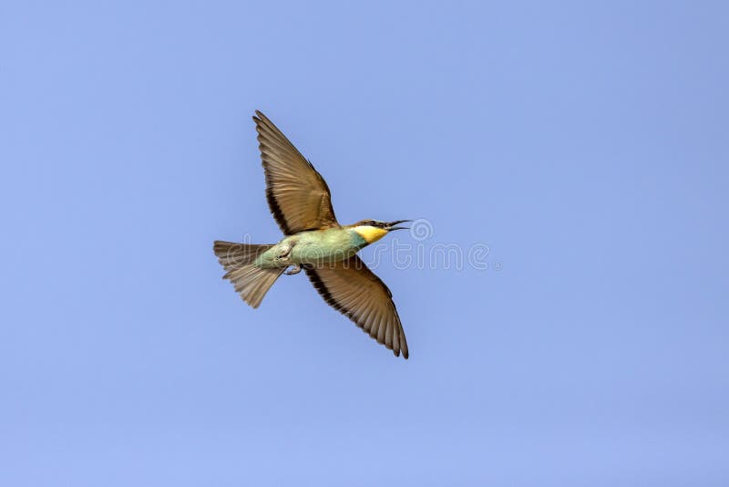 A Colourful Bee-Eater in Flight Stock Photo - Image of eater, feather ...