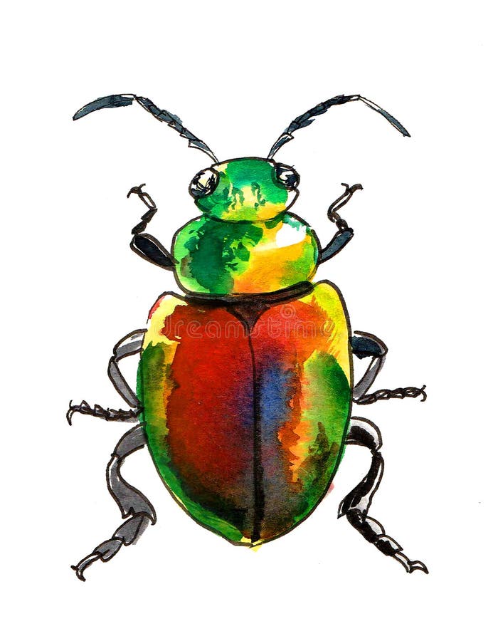 Colourful beetle stock illustration. Illustration of fauna - 358796941