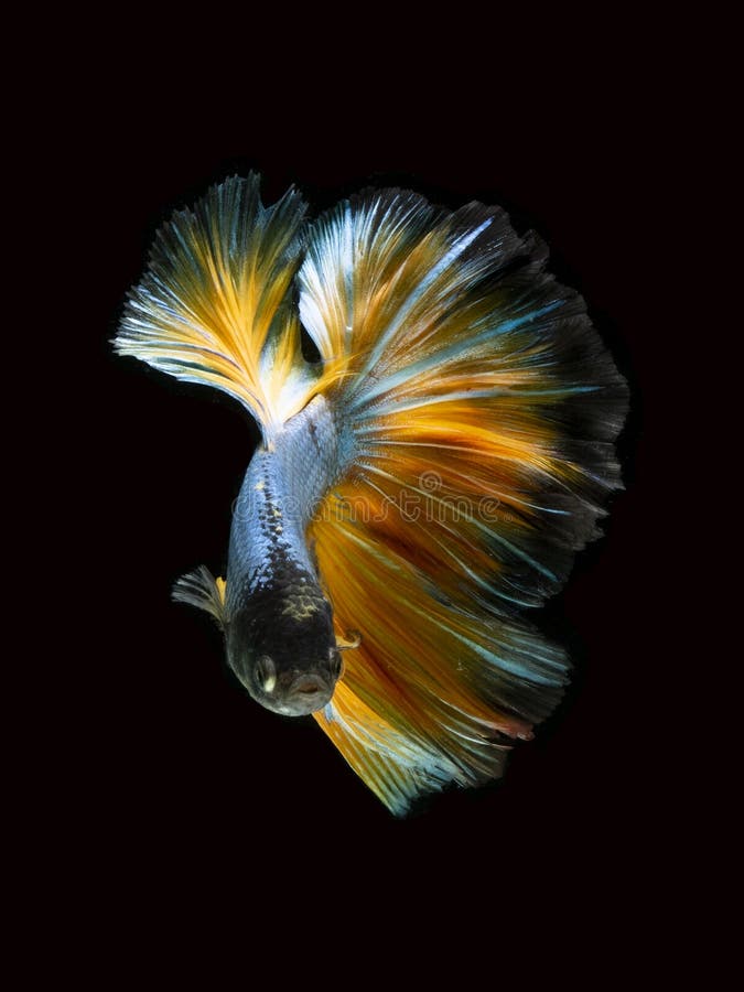 Colourful Beta fish, stock photo. Image of aquarium - 158733736