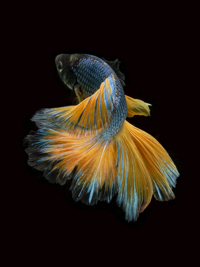 Colourful Beta fish, stock image. Image of fighting - 158733761