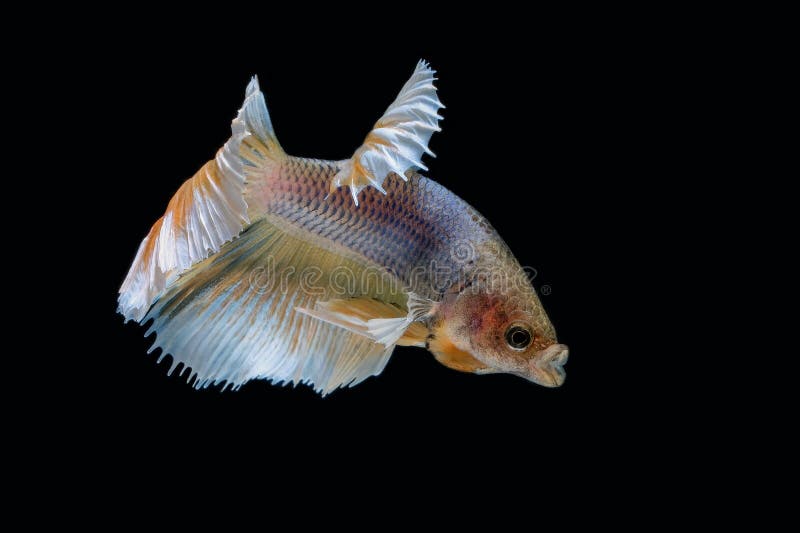 Colourful Betta Fish Isolated on Black Background Stock Photo - Image ...