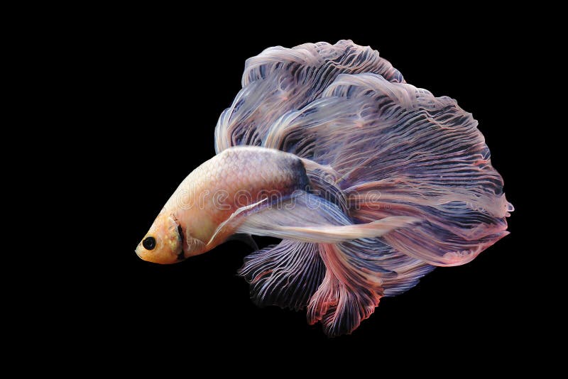 Colourful Betta Fish,Siamese Fighting Fish in Movement Isolated on ... Colourful Betta Fish,Siamese Fighting Fish in Movement Isolated on ...