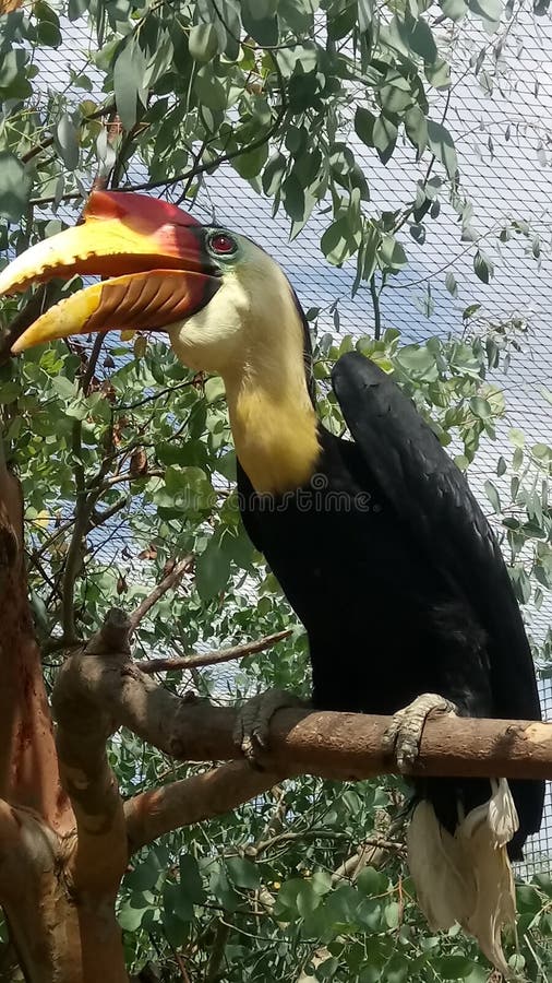 Colourful bird in tree stock image. Image of bird, wildlife - 175559805