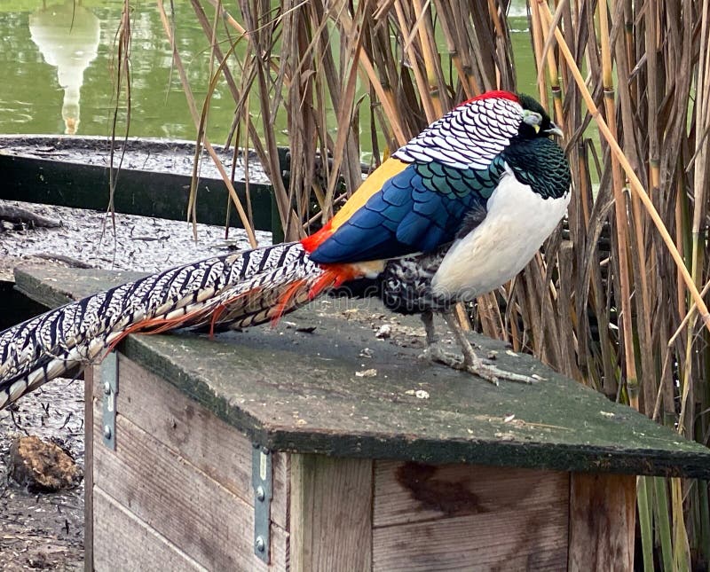 A colourful bird in a zoo stock image. Image of clouds - 183999631