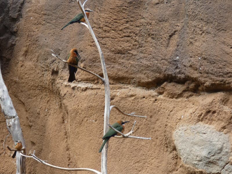 Colourful Birds on Tree Branches Stock Photo - Image of birds, green ...