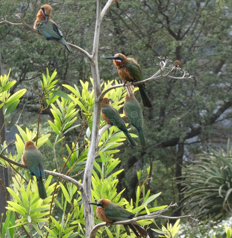 Colourful Birds on Tree Branches Stock Photo - Image of green, birds ...