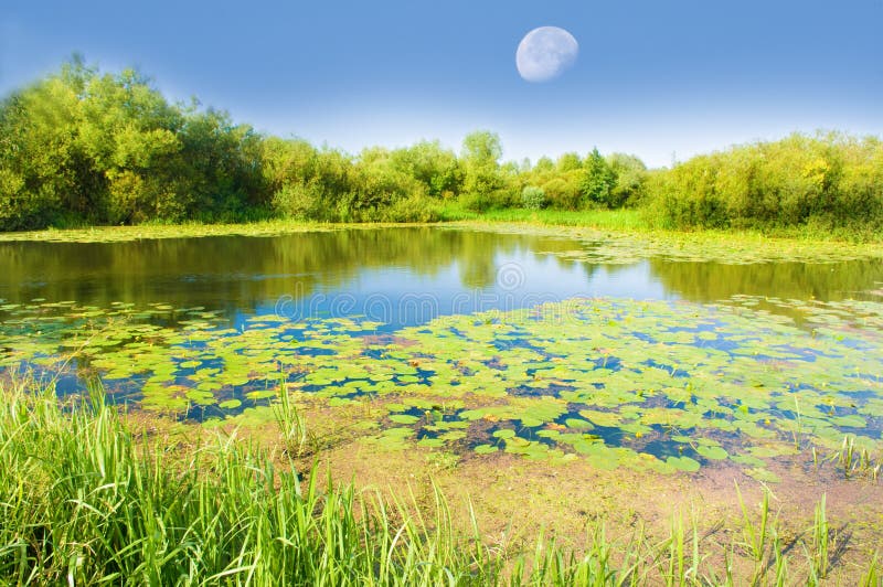 Colourful bog stock image. Image of spring, environment - 20793883