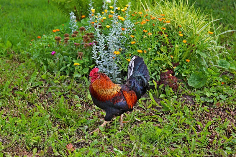 Colourful Bright Rooster Near a Bed with Flowers Stock Photo - Image of ...
