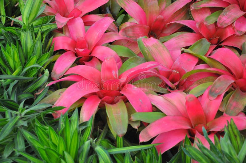 Colourful Bromeliad stock photo. Image of garden, colourful - 53684522