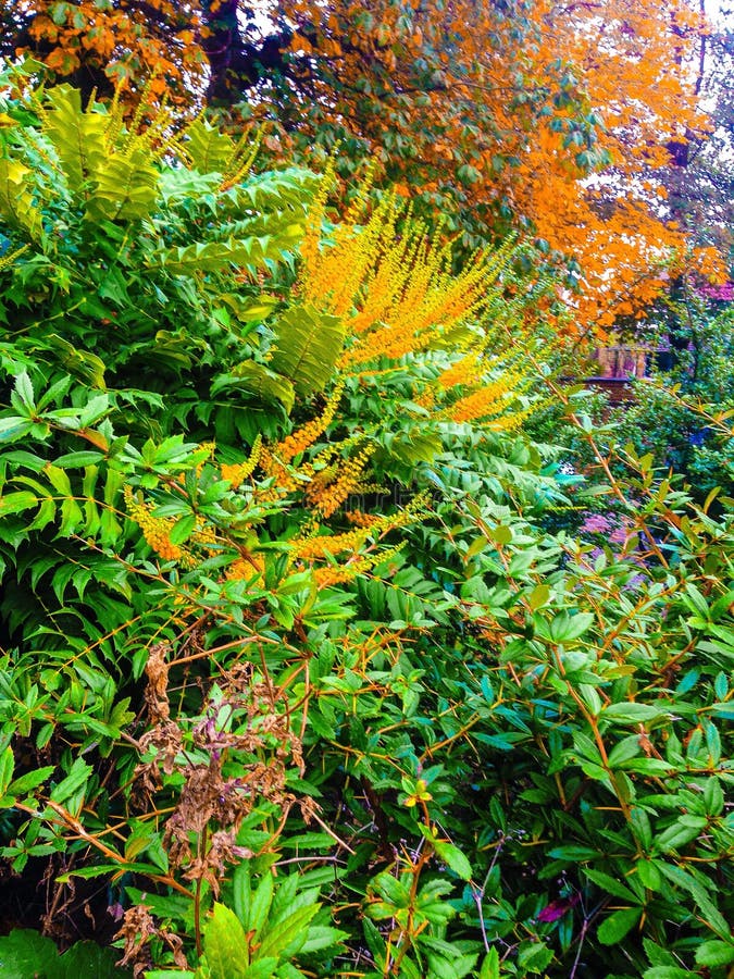 Colourful Bush in Autumn with Blue Cloudy Sky Stock Image - Image of ...