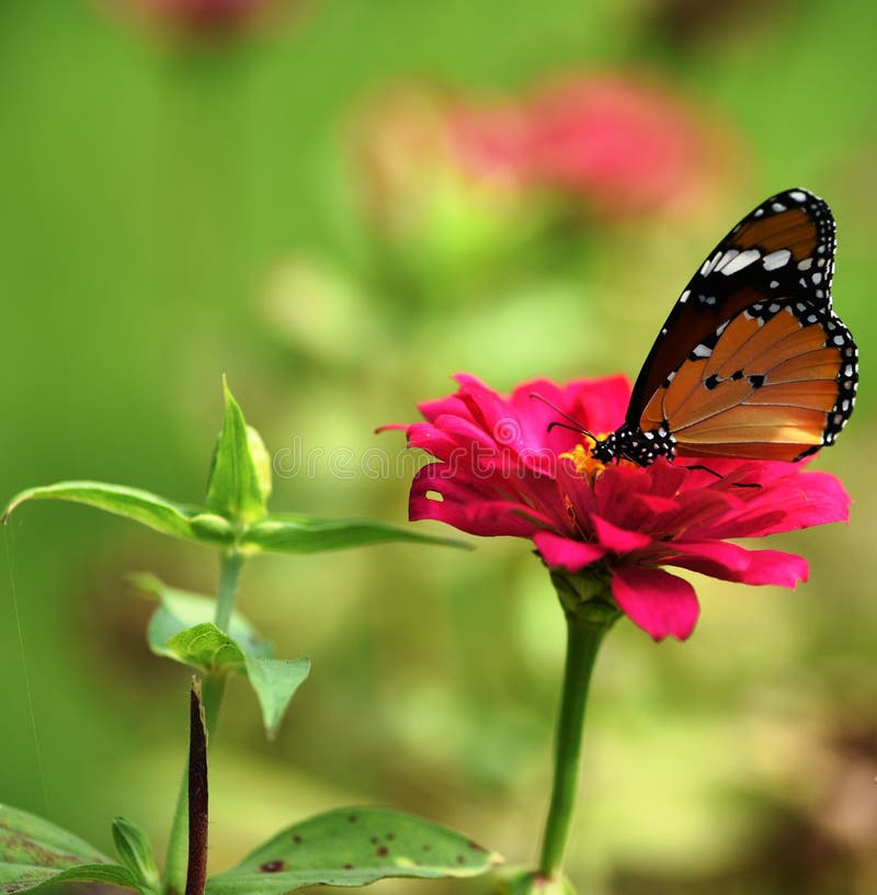 Colourful butterfly stock image. Image of nature, butterfly - 102405047