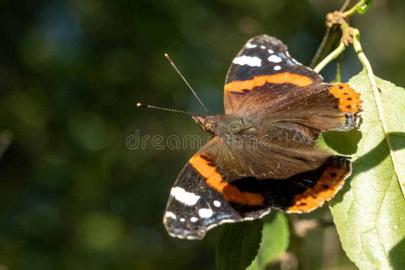 Colourful Butterfly Resting on the Tree Branch, Closeup of Nature Stock ...