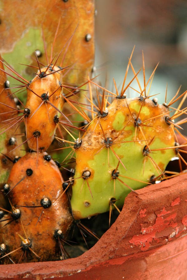 Colourful cactus stock image. Image of cactus, desert - 83440455