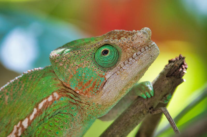 Colourful chameleon stock photo. Image of amphibian - 281753912