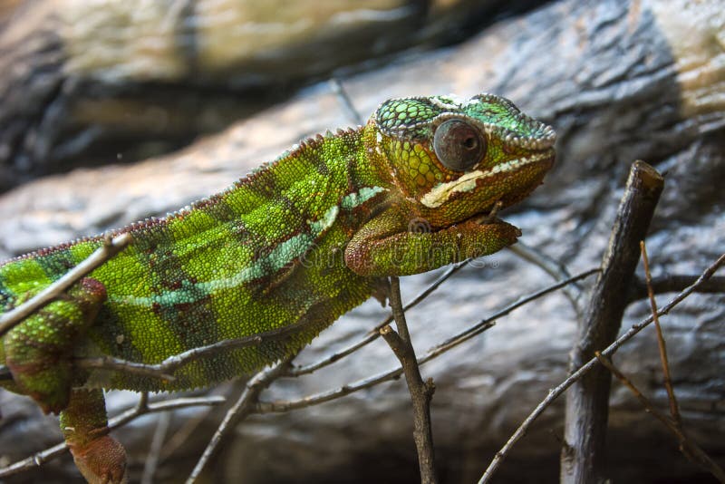 Colourful Chameleon on the Tree Stock Photo - Image of animal, panther ...