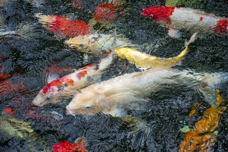 Goldfish Shadow Underwater Stock Photos - Free & Royalty-Free Stock ...