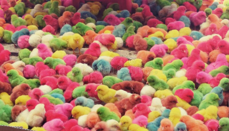 Dyed Chicks Stock Photos - Free & Royalty-Free Stock Photos from Dreamstime