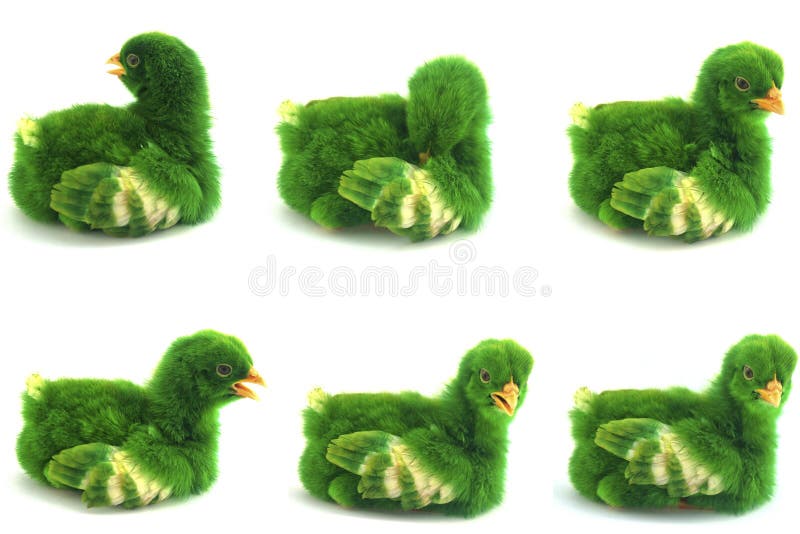 Colourful Chicks on White Background Stock Photo - Image of isolated ...