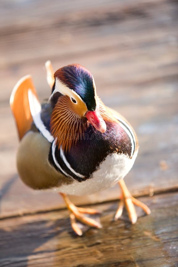 Colourful chinese duck stock photo. Image of water, china - 4232092