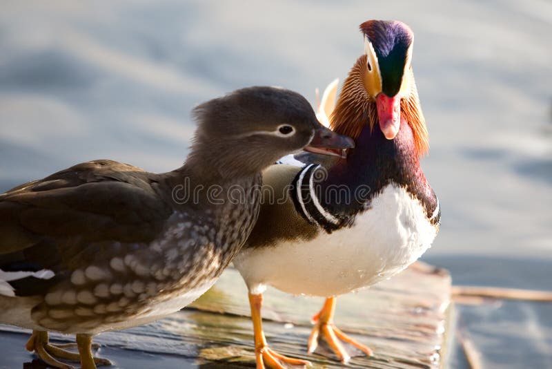 Colourful chinese duck stock photo. Image of beak, brown - 4232114