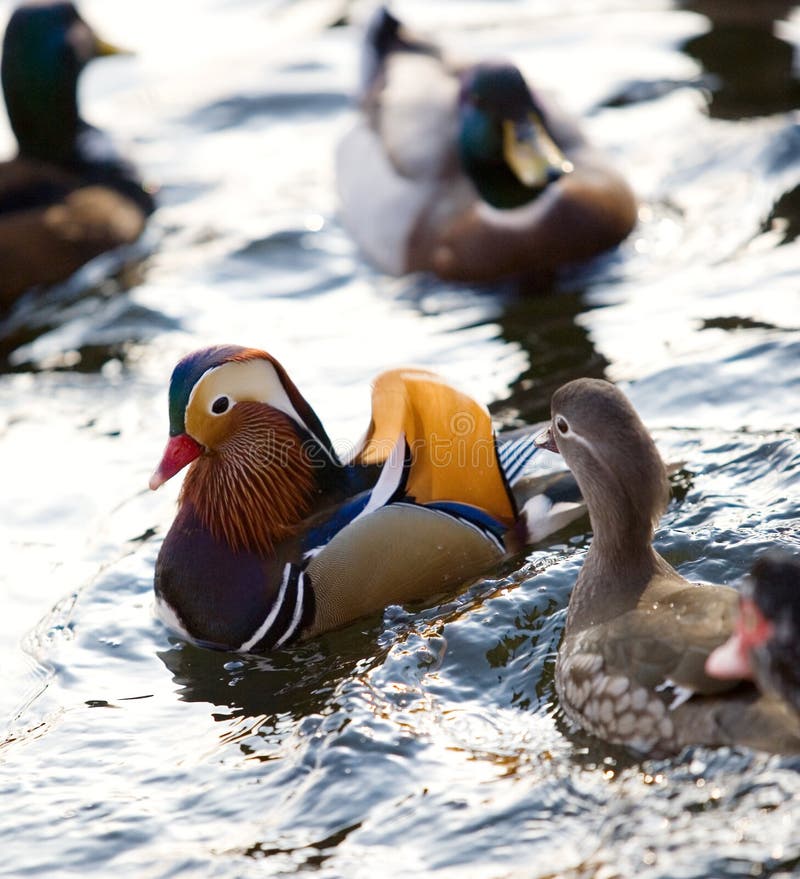 Colourful chinese duck stock photo. Image of galericulata - 4232126