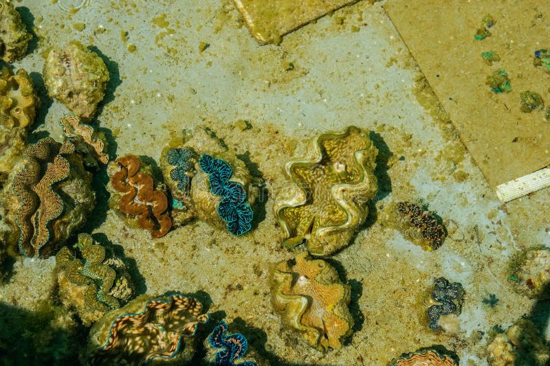 Colourful Clams Growing on Slabs Underwater Stock Photo - Image of ...