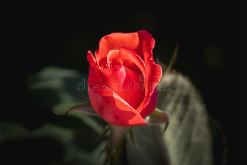 Red rose head closeup stock photo. Image of colourful - 168549162