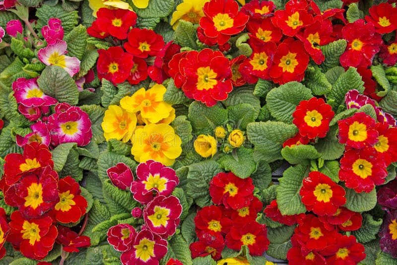 A Colourful Collection of Primula Plants Stock Image - Image of petals ...