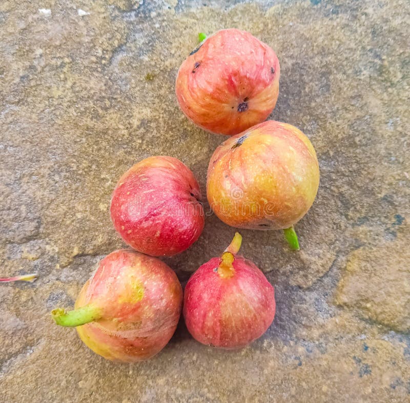 Colourful Common Fig Fruit . Stock Image - Image of fruit, common ...