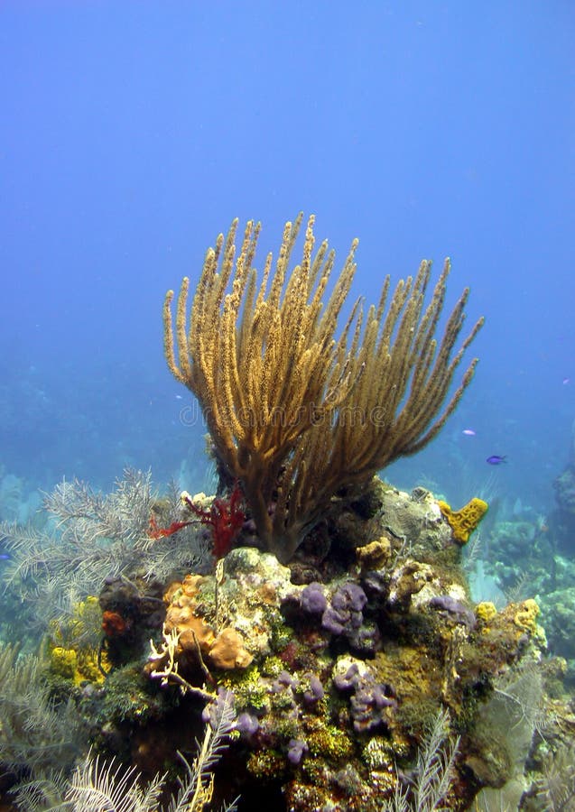 Colourful coral reef scene stock image. Image of diver - 16193823