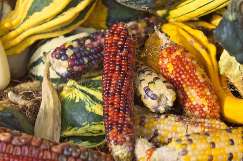 Colourful Corn and Pumpkins Still Life Image Stock Photo - Image of ...