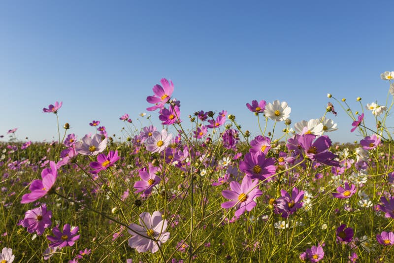 Colourful cosmos flowers stock image. Image of natural - 89154111