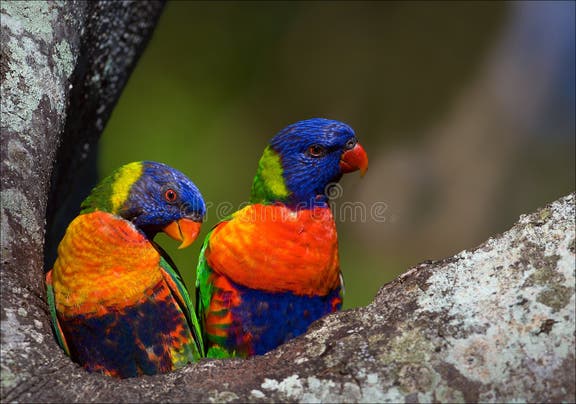 Colourful couple. stock photo. Image of close, horizontal - 15867976