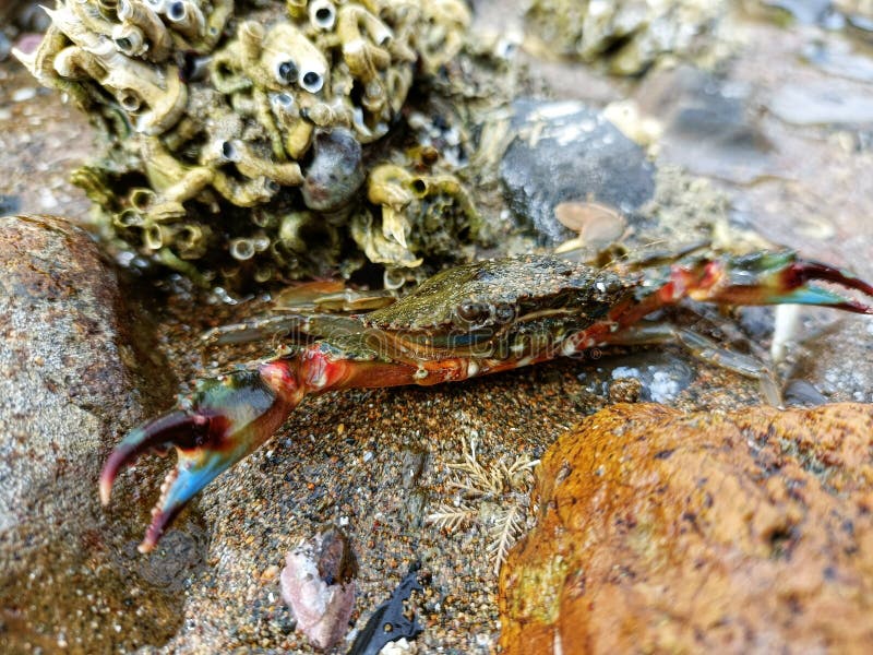 Colourful crab in rockpool stock image. Image of rockpool - 260831245