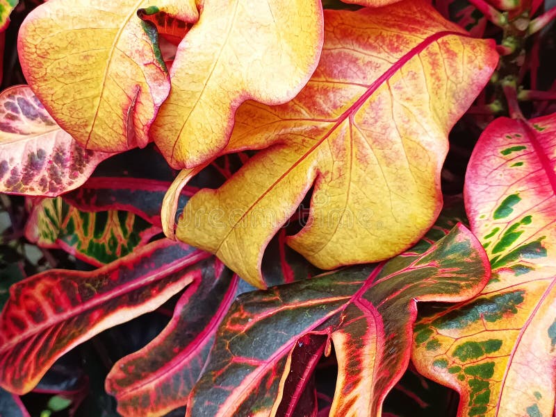 Colourful Croton Leaf Pattern Stock Photo - Image of botany, flora ...