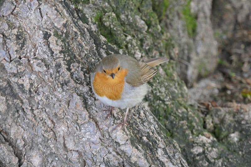 The Orange Coloured Robin on a Tree Stock Photo - Image of bird, robin ...