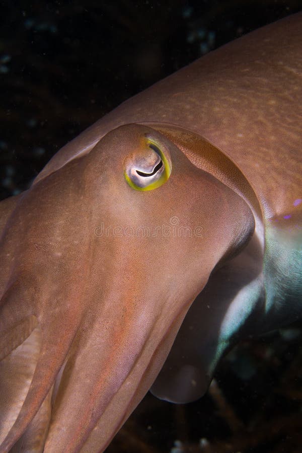 Cuttlefish Close stock image. Image of marine, mollusc - 5358797