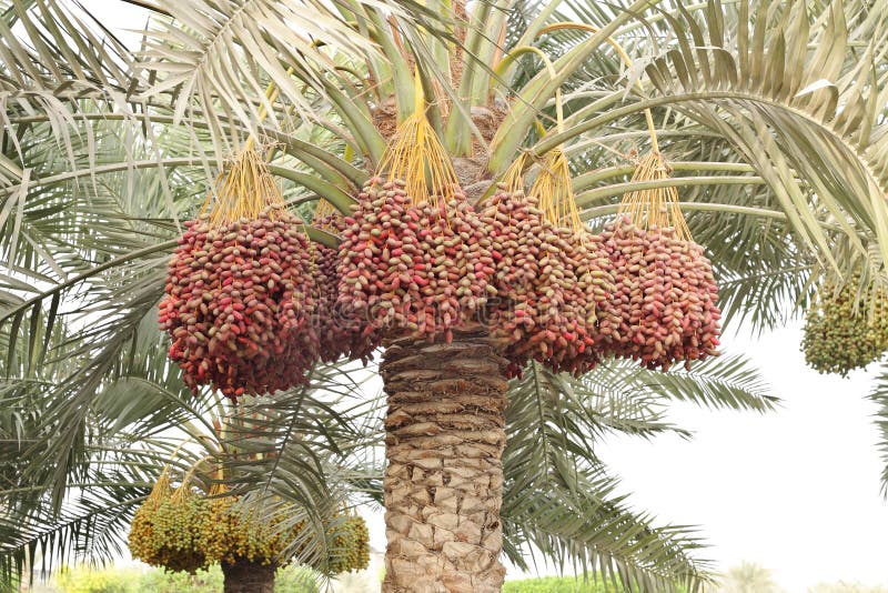 Colourful Dates Bunches All Along the Date Palm Stock Image - Image of ...