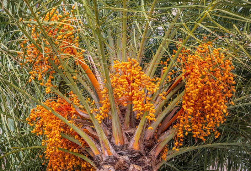 Colourful dates clusters stock photo. Image of plant - 172599748