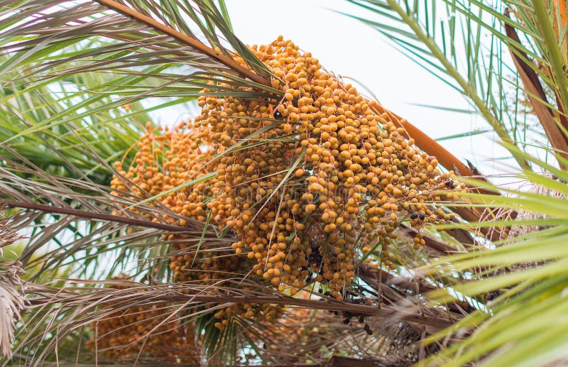 Colourful Dates Bunches All Along the Date Palm Stock Image - Image of ...