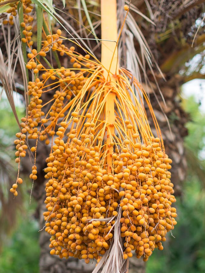 Colourful dates. stock photo. Image of branch, bunch - 46839290
