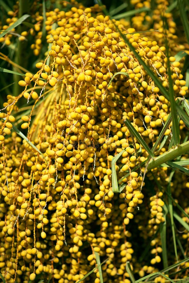 Colourful Dates Bunches All Along the Date Palm Stock Image - Image of ...