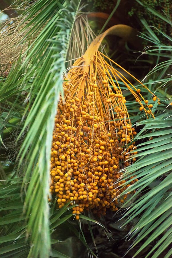 Colourful dates. stock image. Image of monocotyledons - 86252437