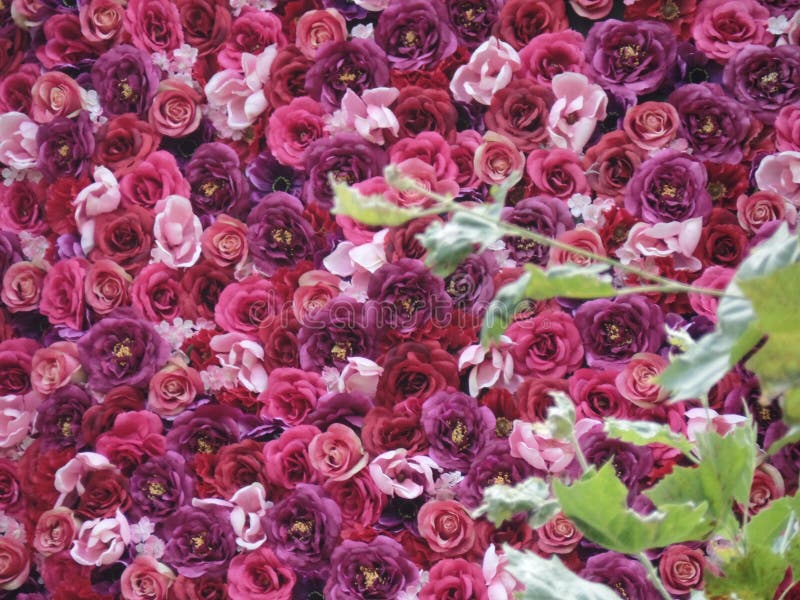 Colourful Display of Pink and Purple Roses on an Outside Wall Stock ...