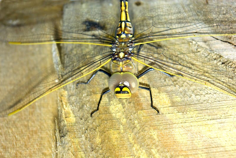 Colourful dragonfly stock image. Image of background - 22657639