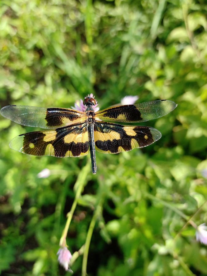 Colourful Dragonfly on a Lotus Flower Stock Image - Image of elegance ...