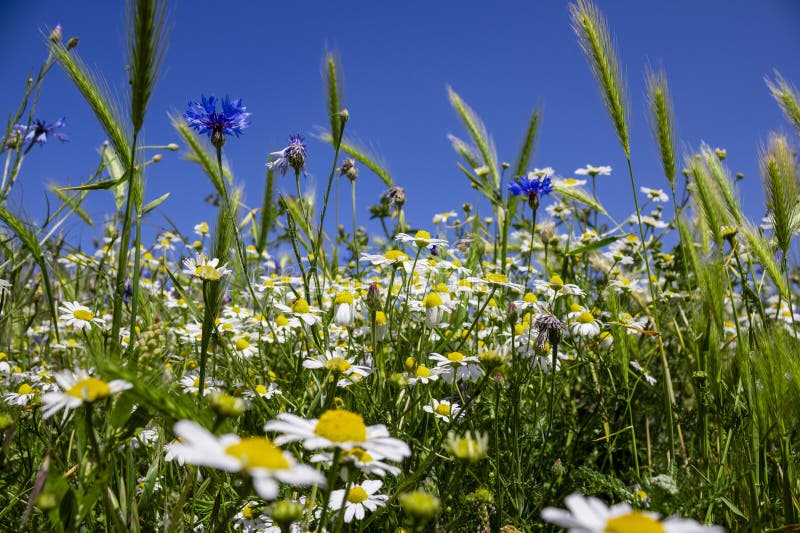 Colourful Field of Daisies and Clrear Blue Sky Stock Photo - Image of ...