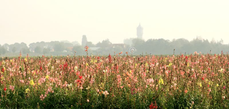 Colourful field of flowers stock photo. Image of green - 4600518