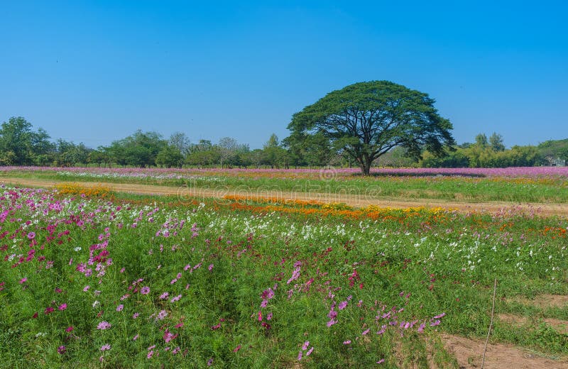 Colourful Field of Flowers stock photo. Image of flower - 54869722