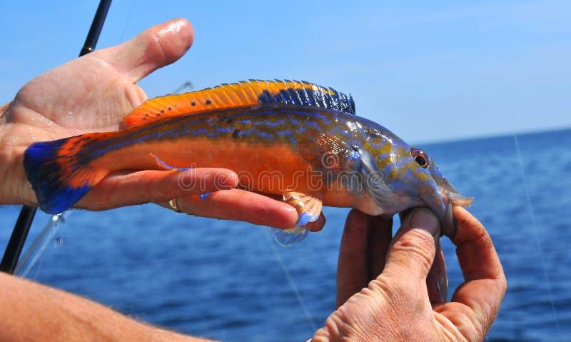 Protractile Jaws Stock Photos - Free & Royalty-Free Stock Photos from ...